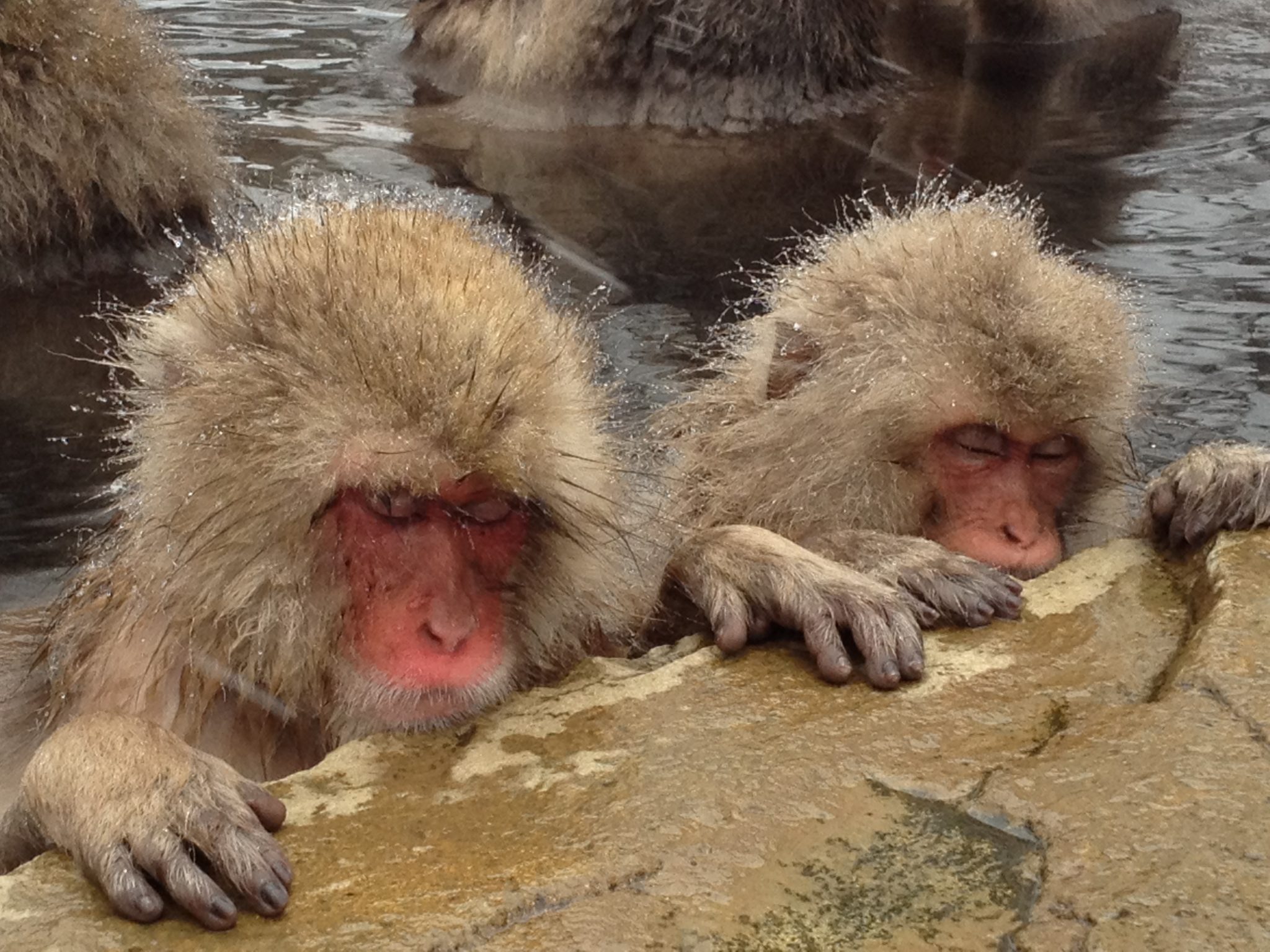 Jigokudani Yaen-Koen Snow Monkey Park - Samurai Tours