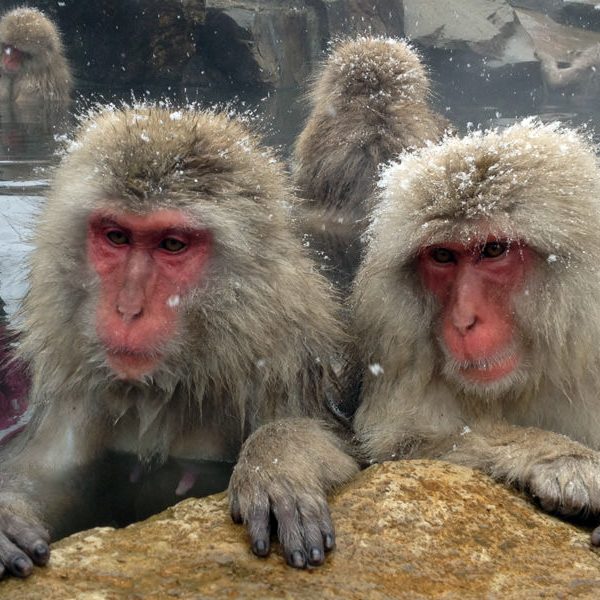 The Best of Japan Alps Self Guided Tour - From Samurai Tours