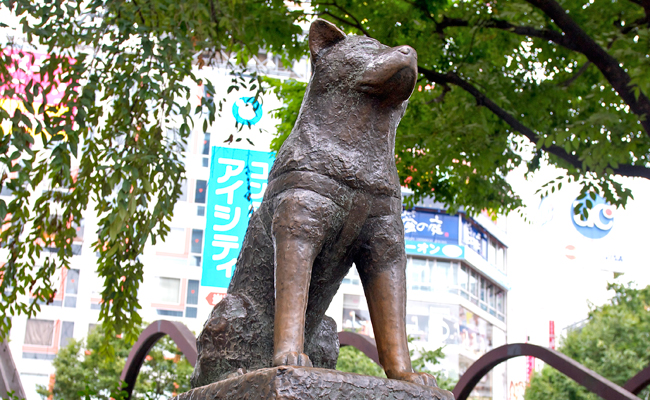 Hachiko - Samurai Tours